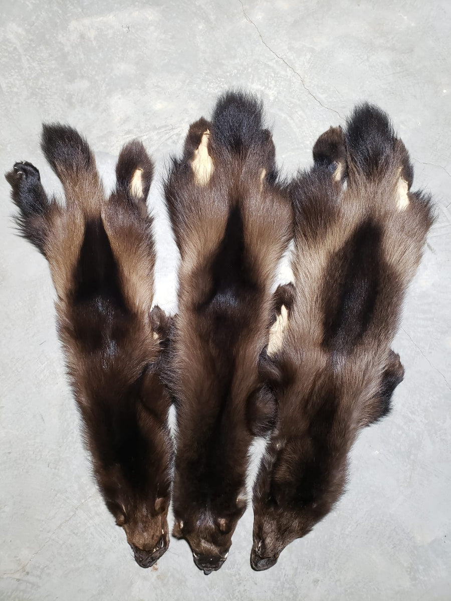 WOLVERINE PELT – Western Fur Shop