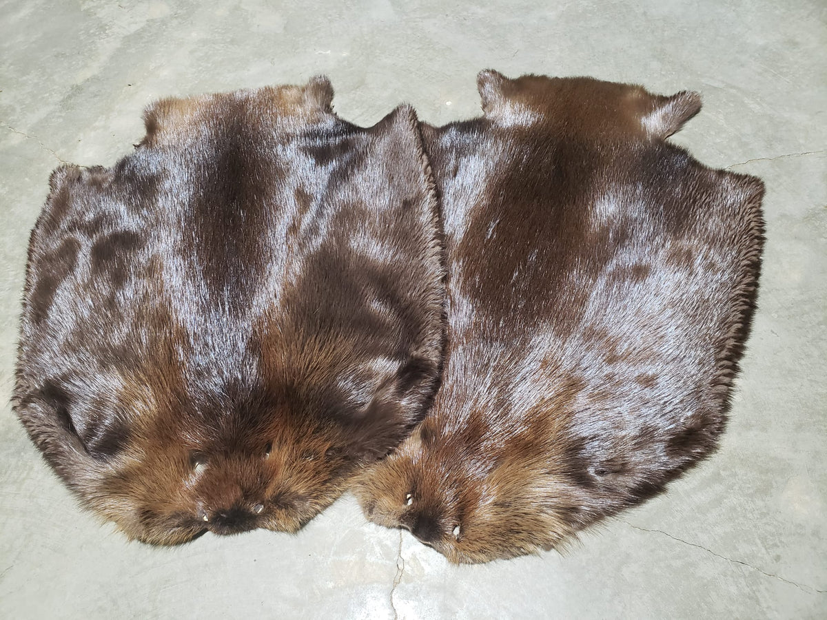 BEAVER FUR PELTS (L & XL) – Western Fur Shop